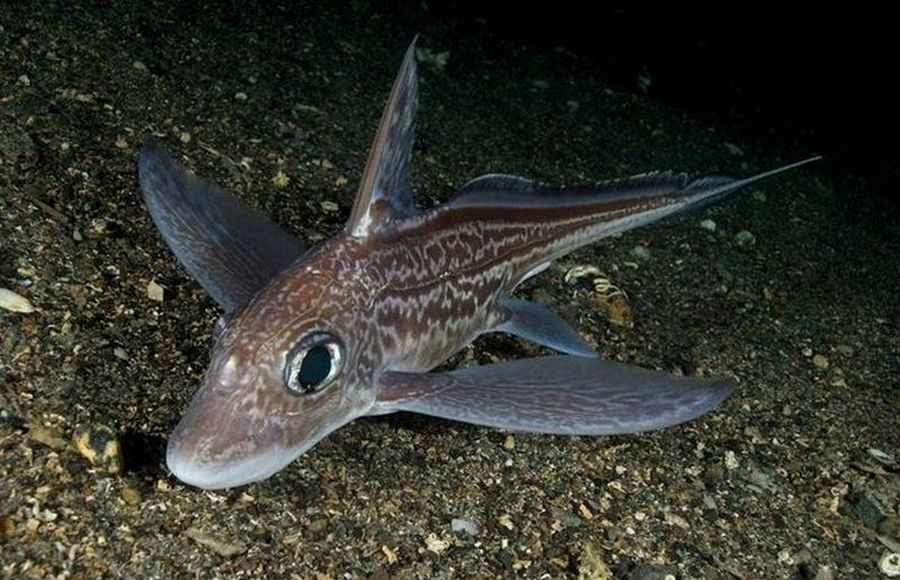 Chimaera monstrosa Linnaeus, 1758